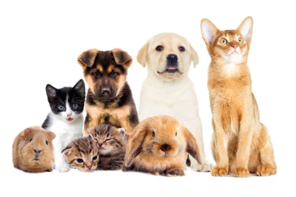 210 Best Animal Trivia Questions And Answers (2026) - Healthy Happy ...