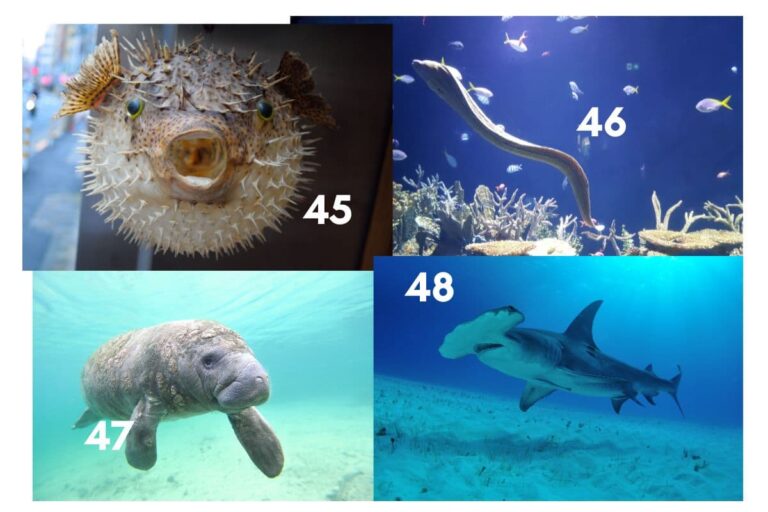 210 Best Animal Trivia Questions And Answers (2026) - Healthy Happy ...