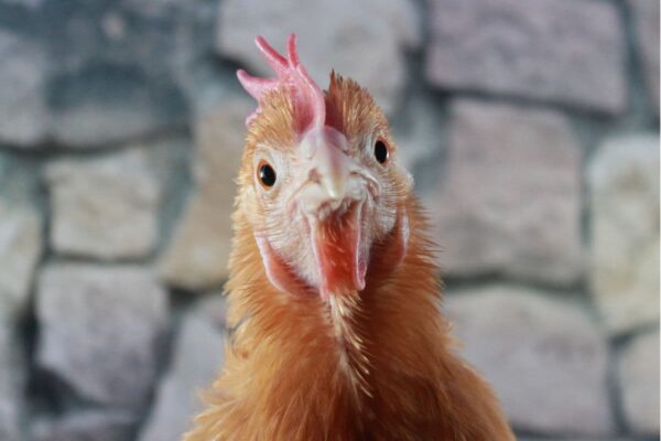 170 Egg-cellent Chicken Jokes To Make You Laugh (2026)